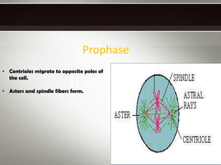 Asters Mitosis