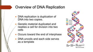 Cell division Mitosis.pdf
