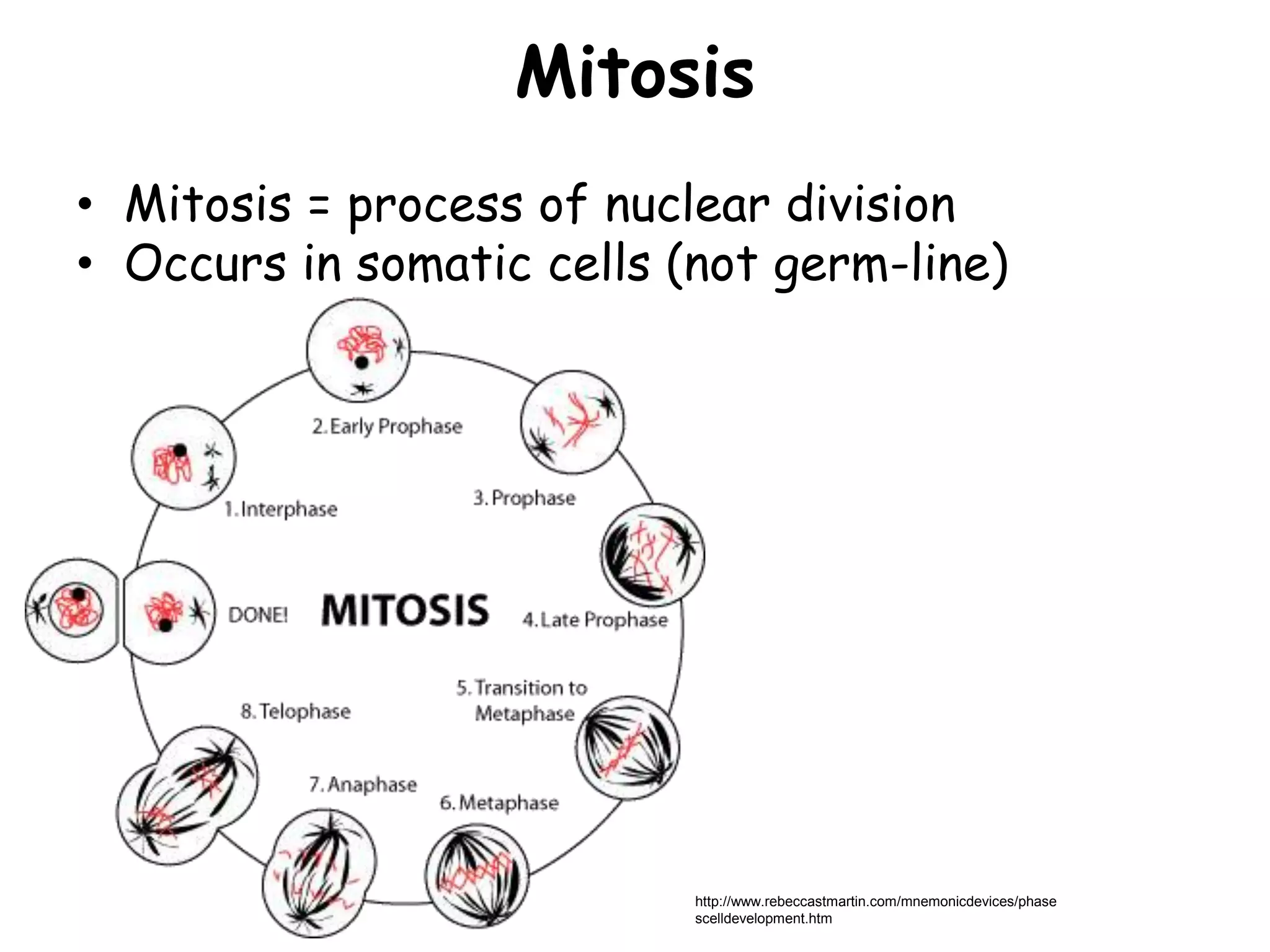 Cell division mitosis meiosis | PPTX