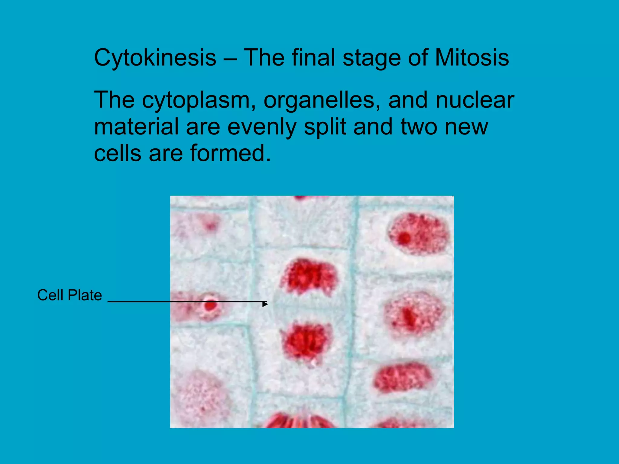 cell division mitosis meiosis.pptx