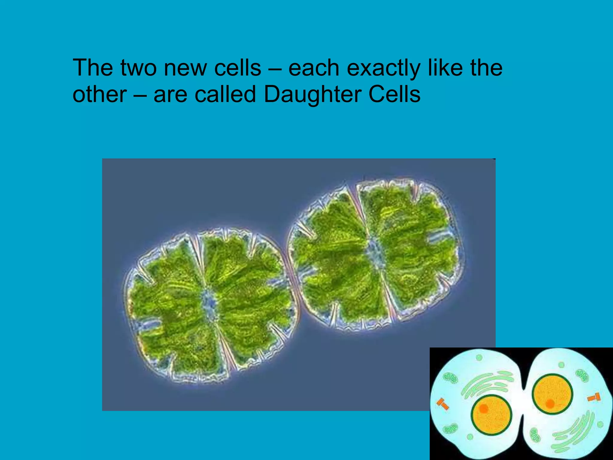 cell division mitosis meiosis.pptx