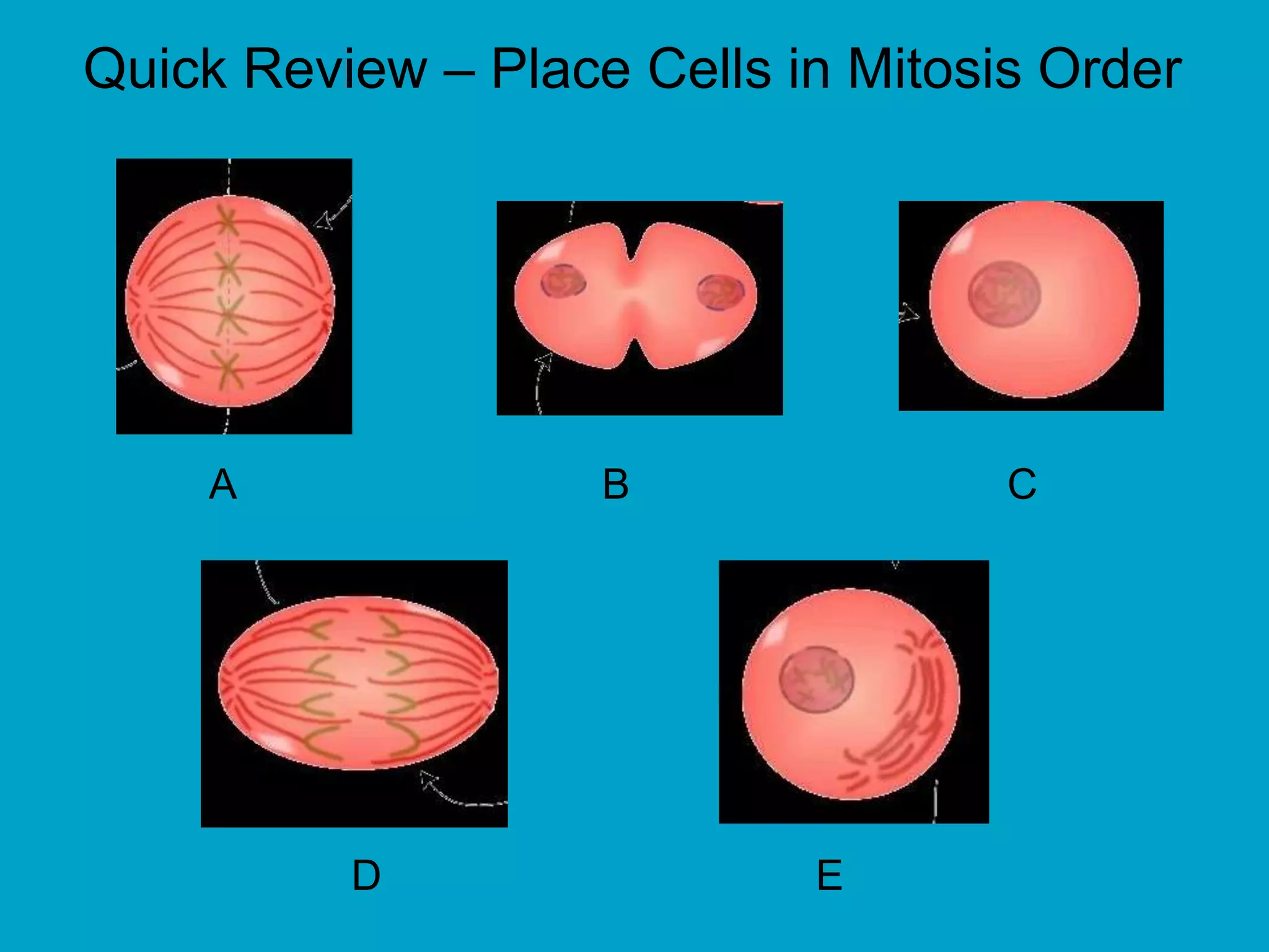 cell division mitosis meiosis.pptx
