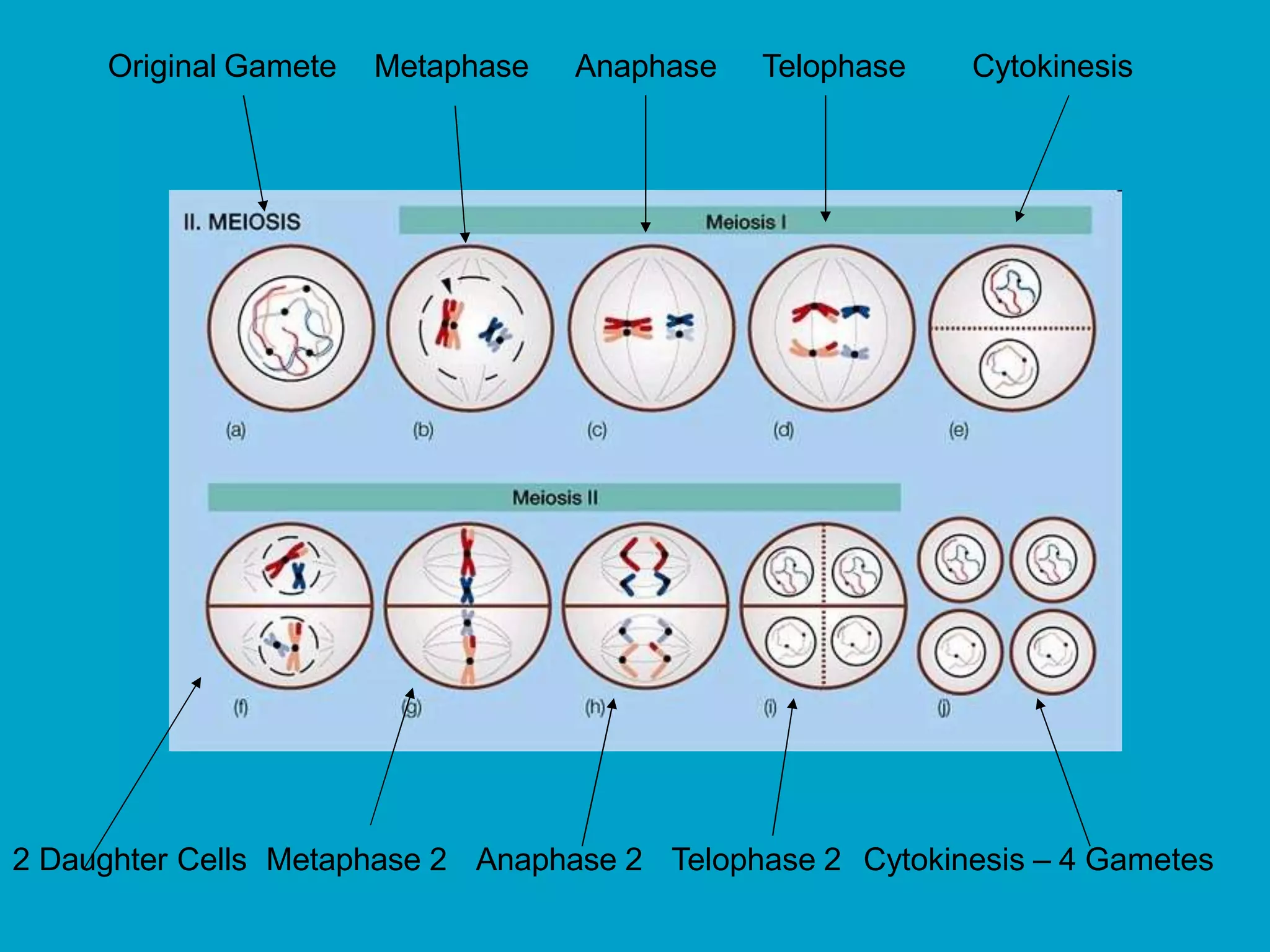 cell division mitosis meiosis.pptx