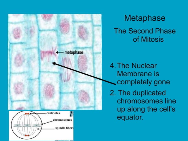 cell division mitosis meiosis.pptx