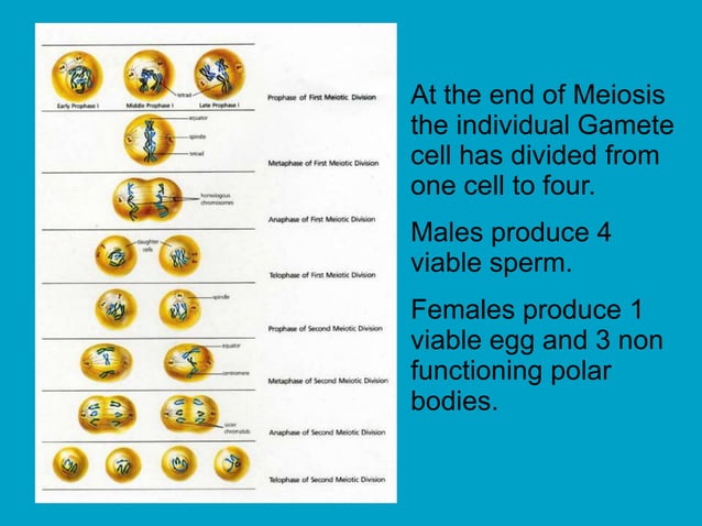 cell division mitosis meiosis.pptx