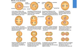 Cell Division, Mitosis & Meiosis by Dr. Rabia I. Gandapore.pptx