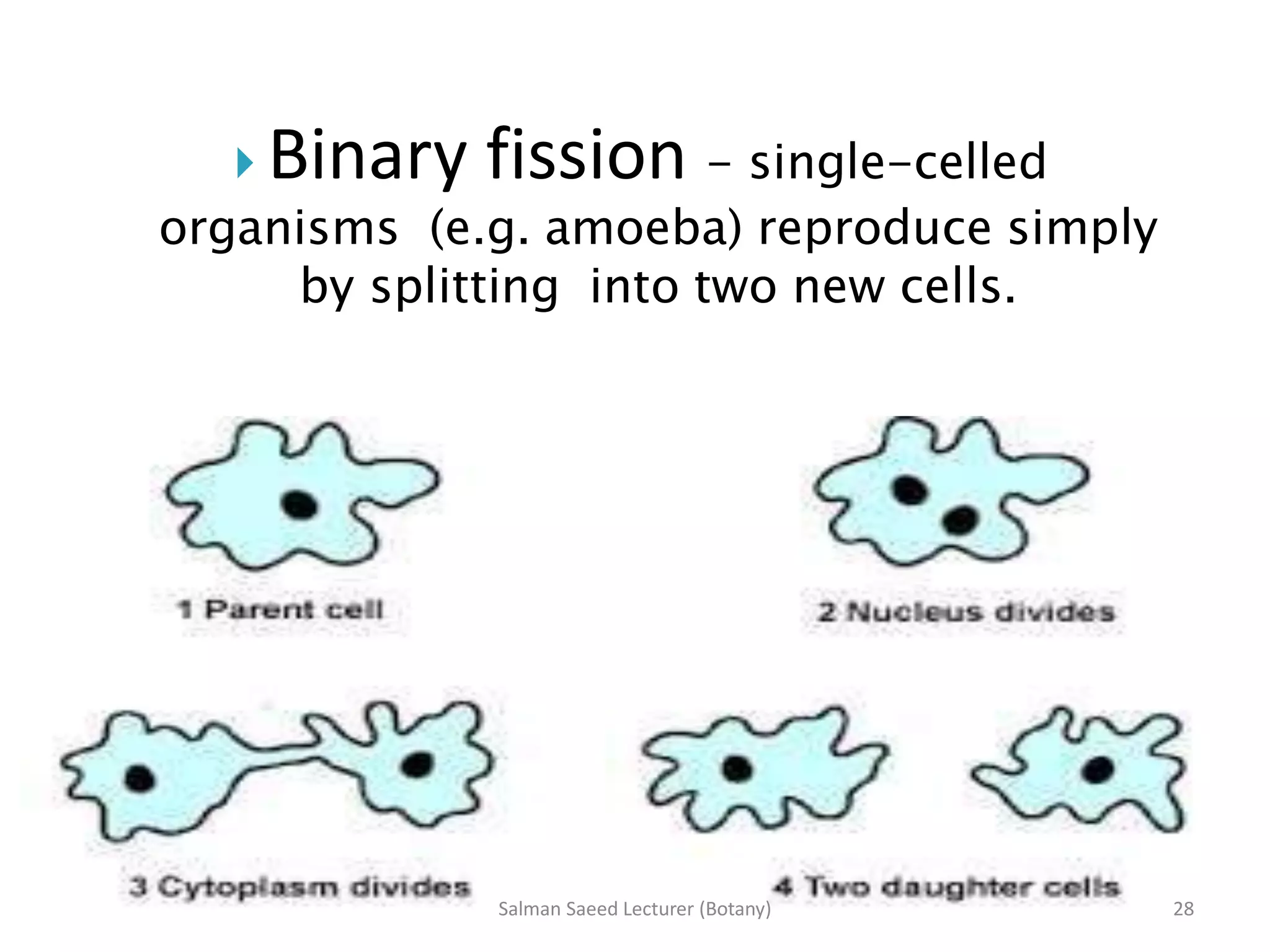 Cell Division (Mitosis & Meiosis) By Salman Saeed Lecturer Botany UCMS ...