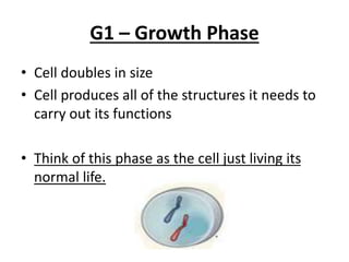 Cell_Division_Mitosis_Meiosis_ppt.pptx