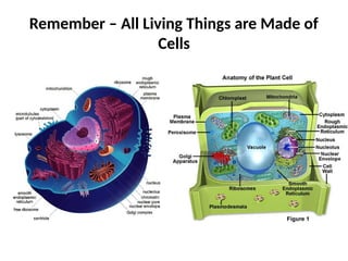 Cell Division Mitosis Meiosis_Introduction to Cell Division | PPTX