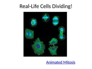 Cell Division Mitosis Meiosis_Introduction to Cell Division | PPTX