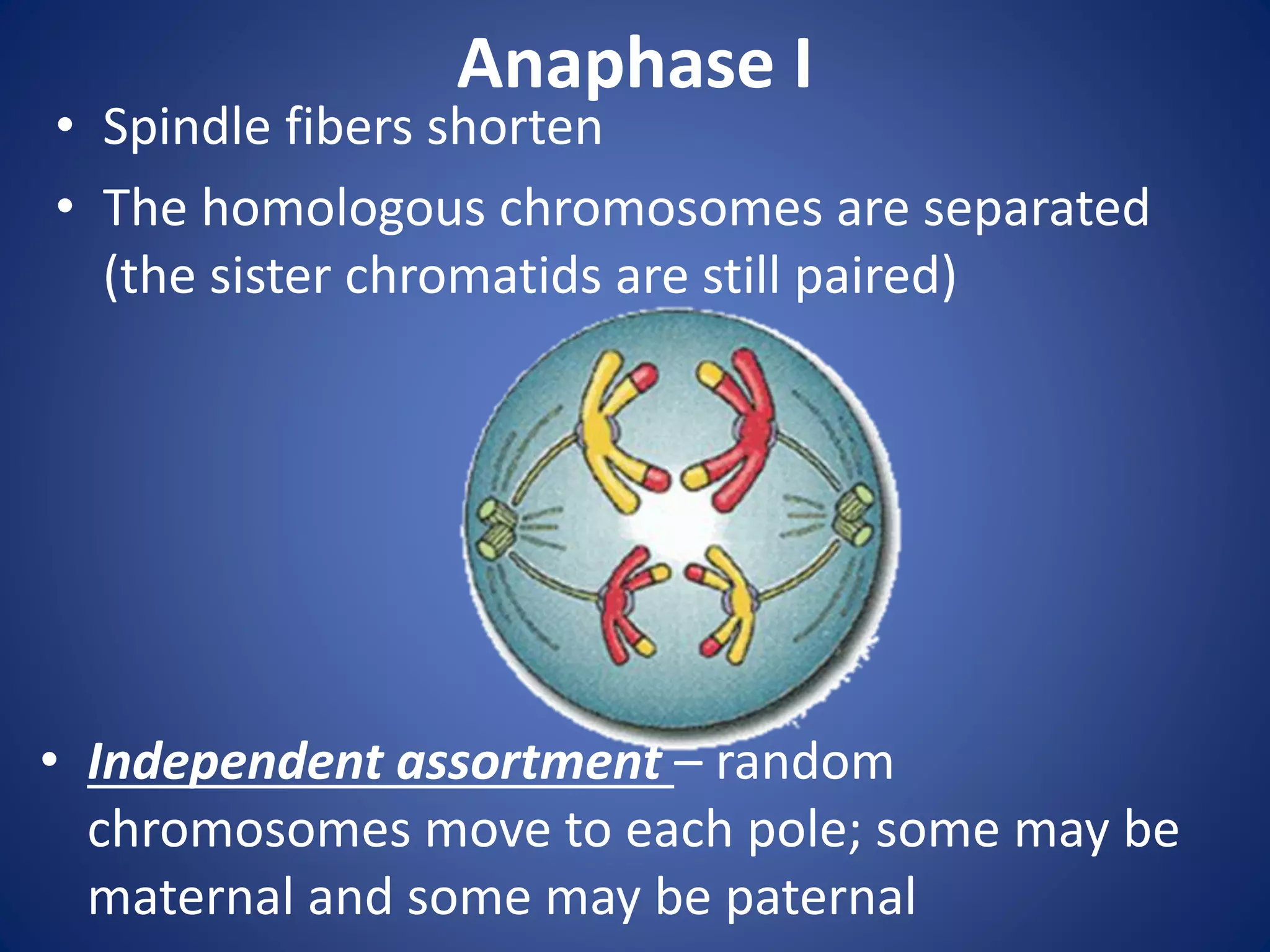 Cell division | PPTX