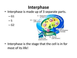 Cell division | PPTX