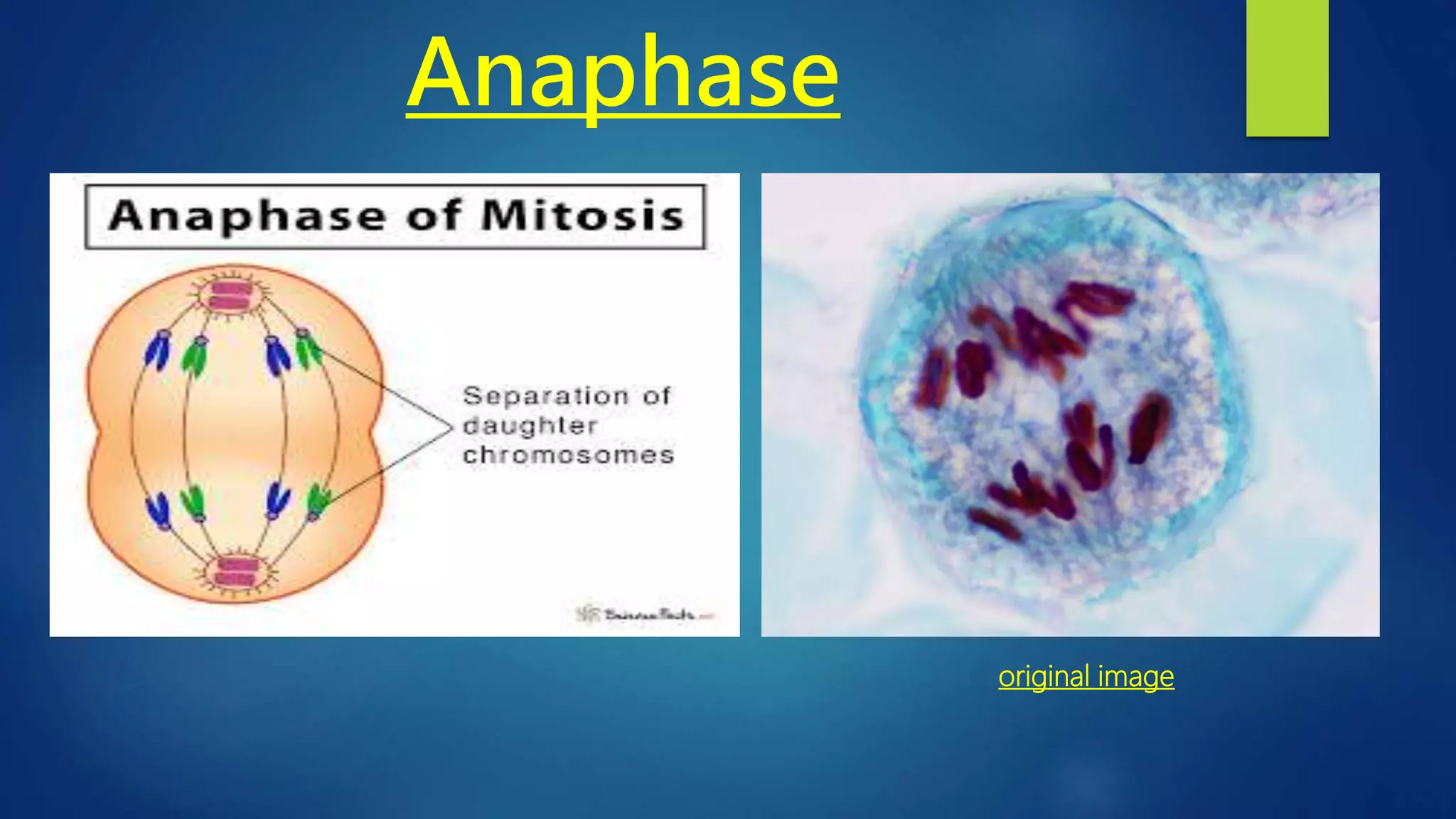 Cell division Mitosis ppt.pptx