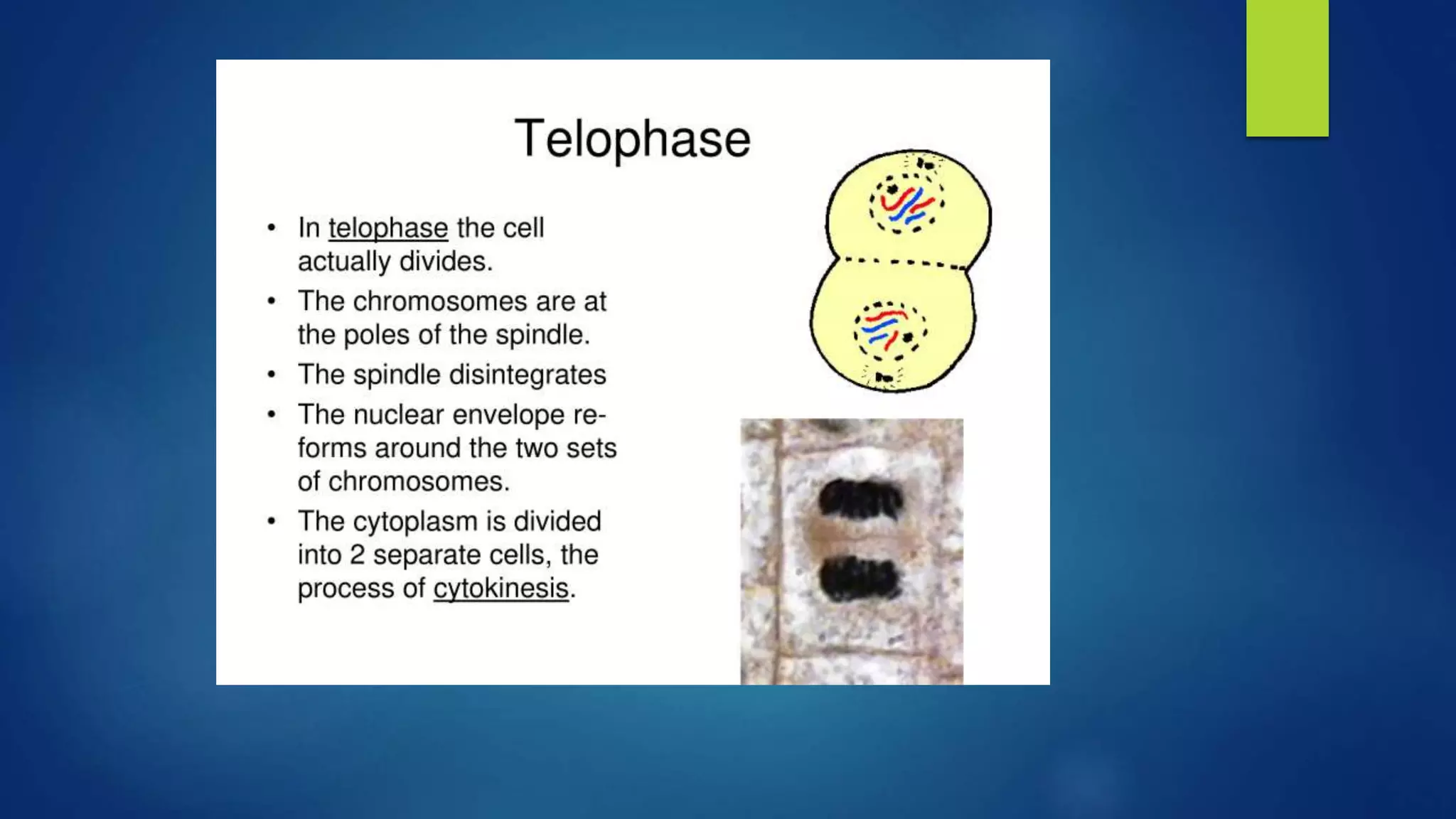 Cell division Mitosis ppt.pptx