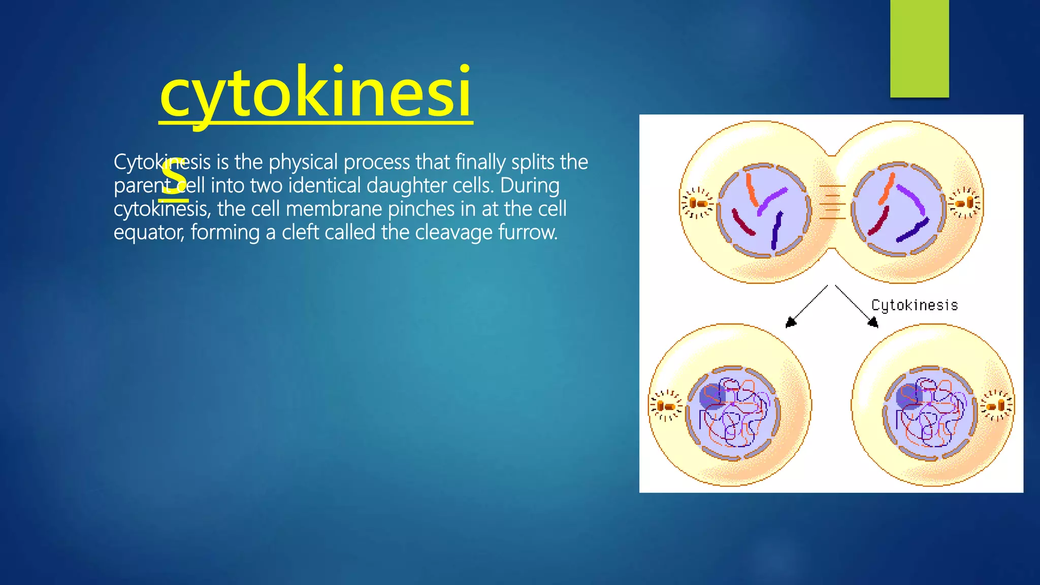 Cell division Mitosis ppt.pptx