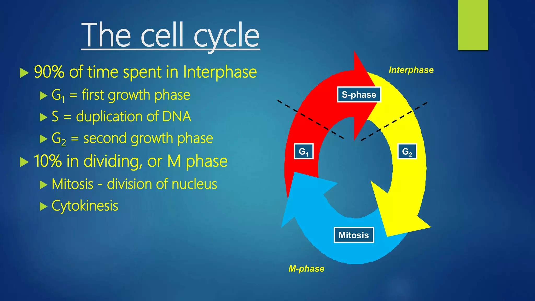 Cell division Mitosis ppt.pptx