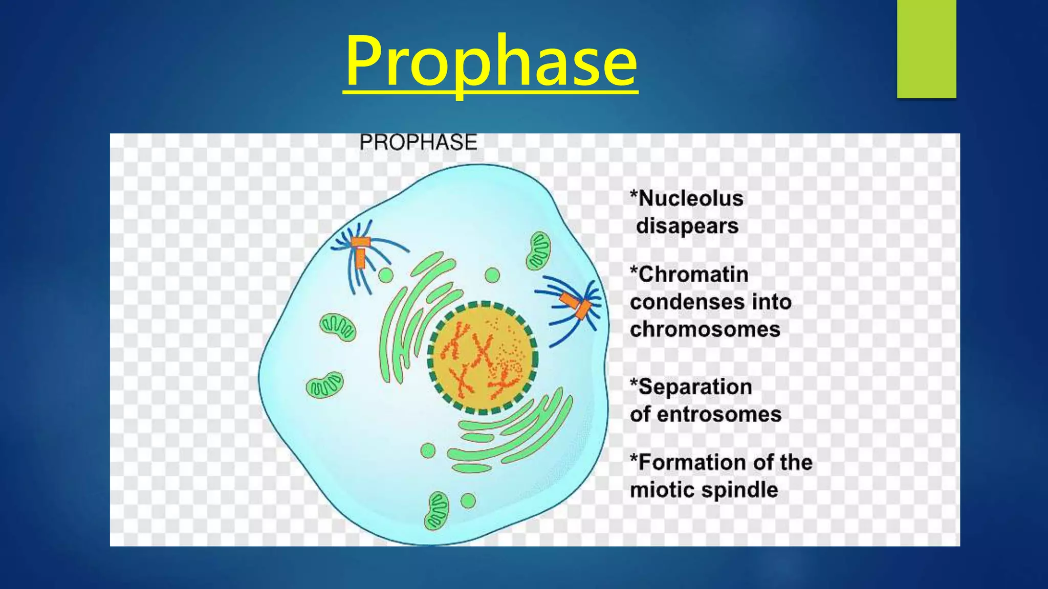 Cell division Mitosis ppt.pptx
