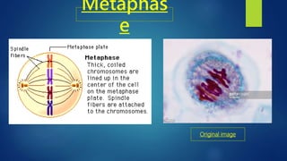 Cell division Mitosis ppt.pptx