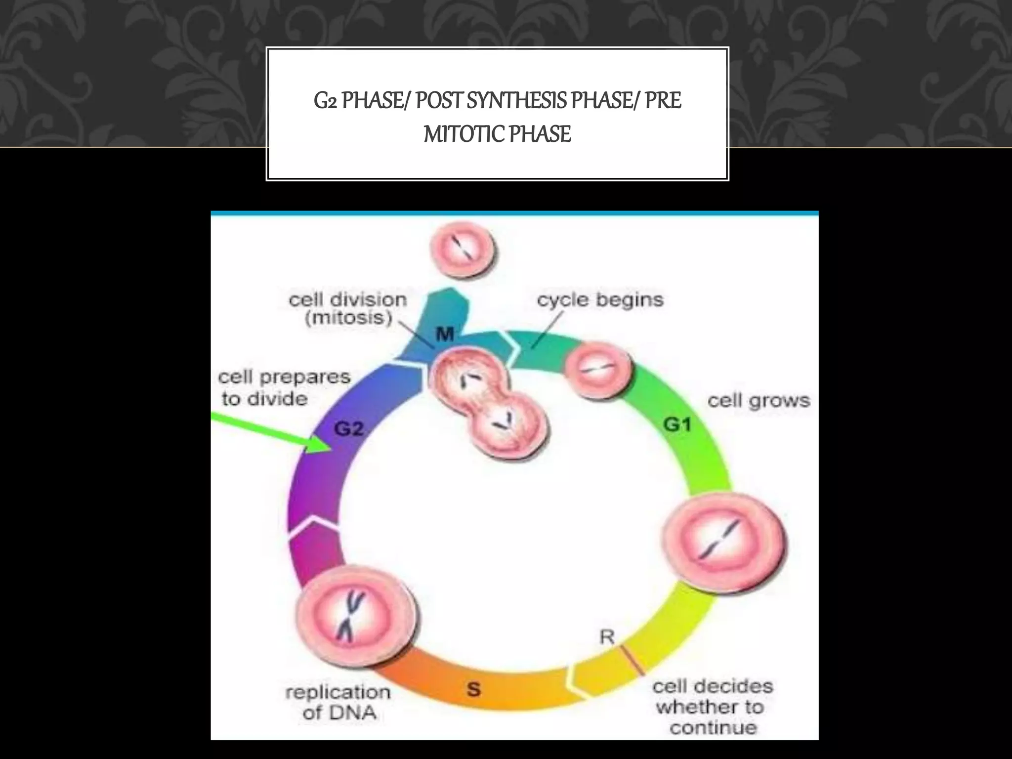 Cell division | PPTX