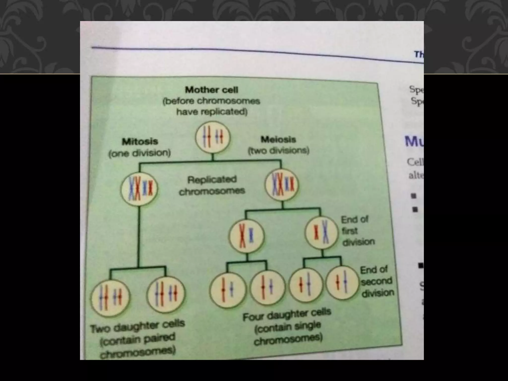 Cell division | PPTX