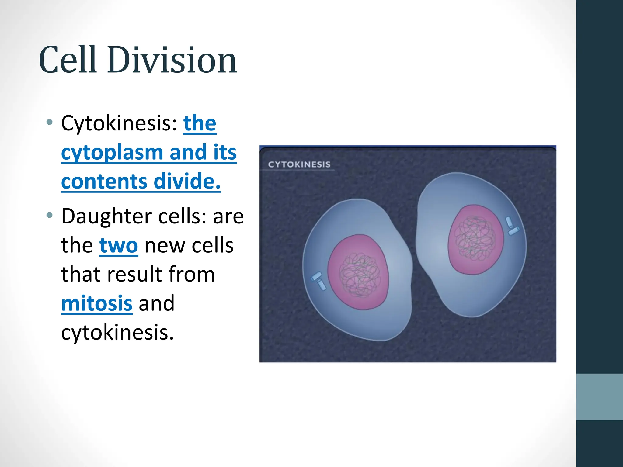 Cell Division Notes. Meiosis and mitosis | PDF