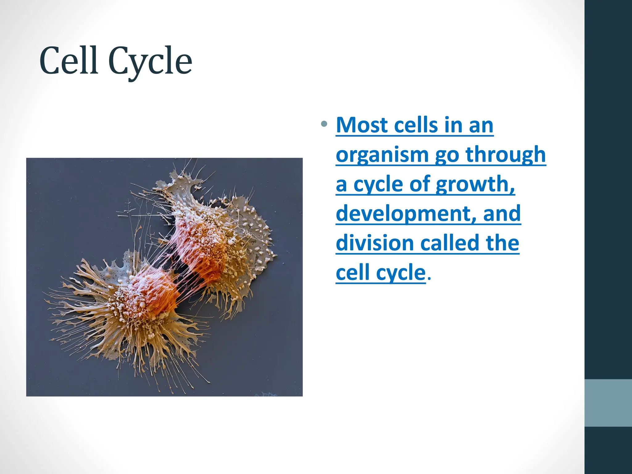 Cell Division Notes. Meiosis and mitosis | PDF
