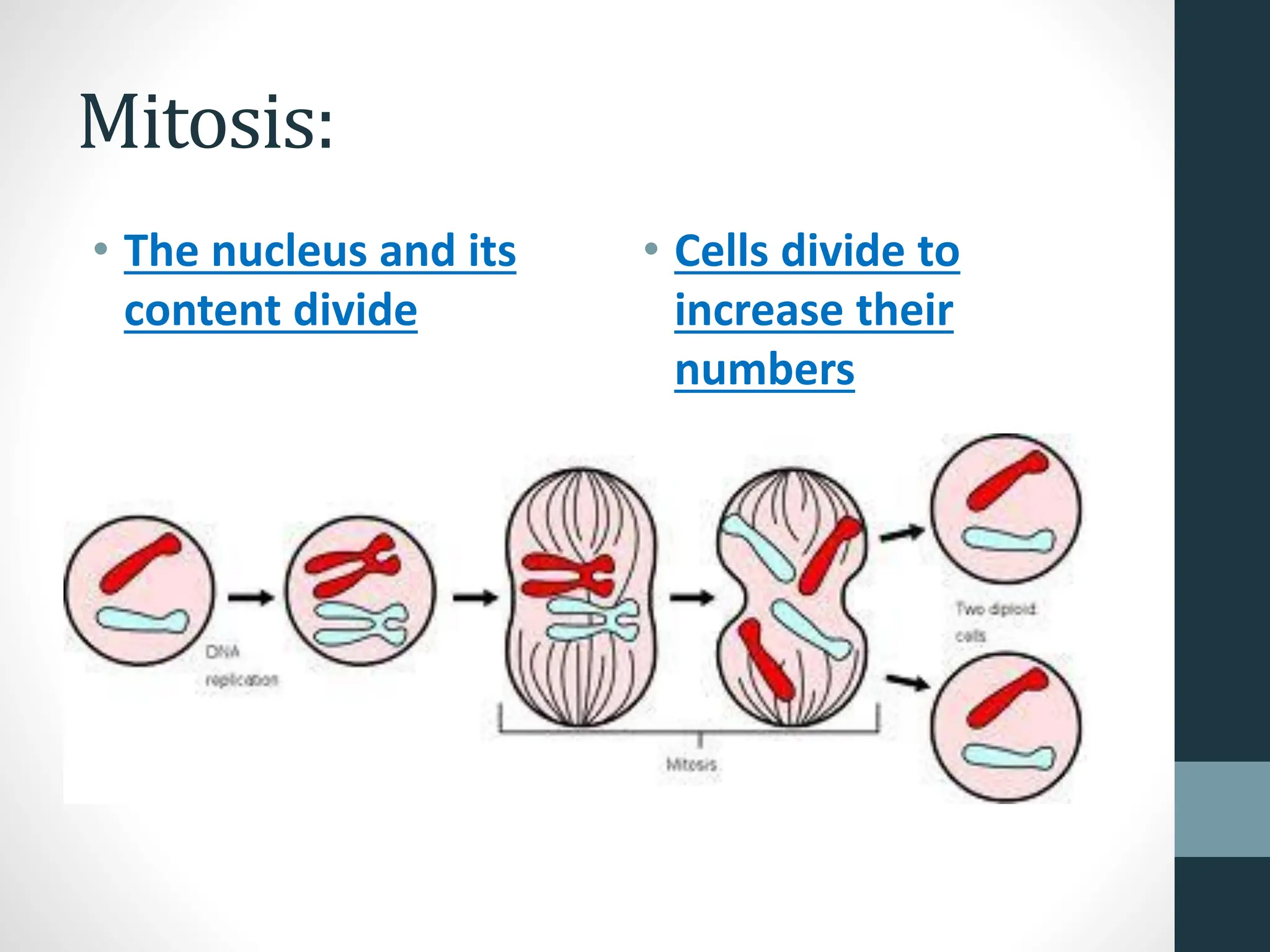 Cell Division Notes. Meiosis and mitosis | PDF