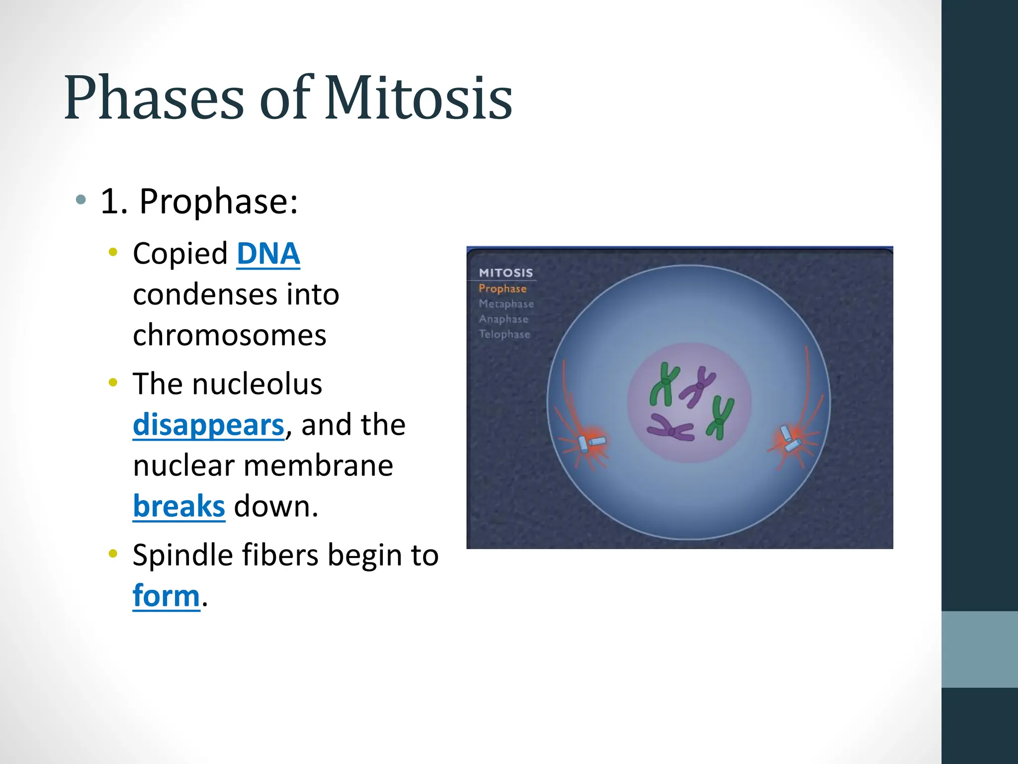 Cell Division Notes. Meiosis and mitosis | PDF