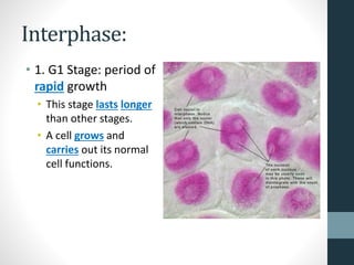 Cell Division Notes. Meiosis and mitosis | PDF