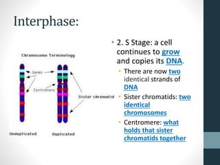 Cell Division Notes. Meiosis and mitosis | PDF