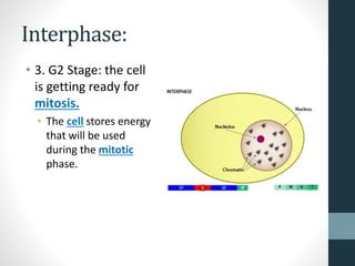Cell Division Notes. Meiosis and mitosis | PDF