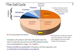 Cell division p [compatibility mode] | PDF
