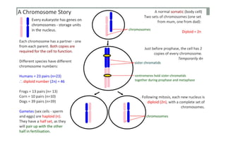 Cell division p [compatibility mode] | PDF
