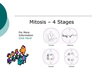Mitosis Cell Division Ppt | PPT