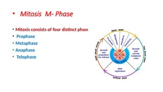 Developmental biology, cell biology, biology, cell division | PPT