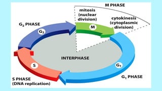 S8Q4 Module 2 Cell Division PPT Mitosis.pptx