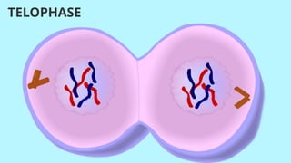 S8Q4 Module 2 Cell Division PPT Mitosis.pptx