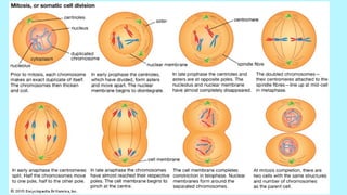 S8Q4 Module 2 Cell Division PPT Mitosis.pptx