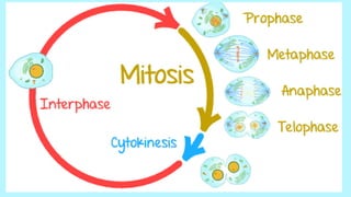 S8Q4 Module 2 Cell Division PPT Mitosis.pptx