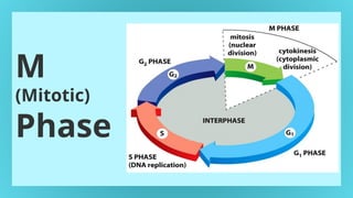 S8Q4 Module 2 Cell Division PPT Mitosis.pptx