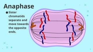 S8Q4 Module 2 Cell Division PPT Mitosis.pptx