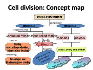 Cell Division Map