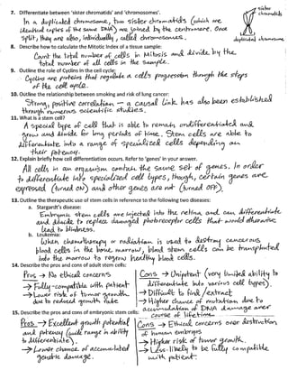 IB Cell Division Review Key (1.6) | PDF