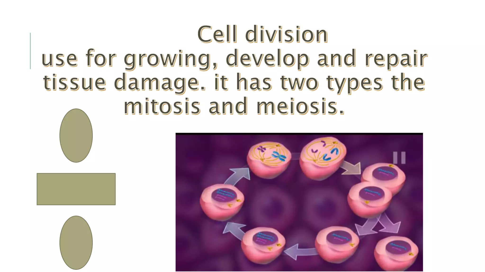 Cell division steven calma | PPTX