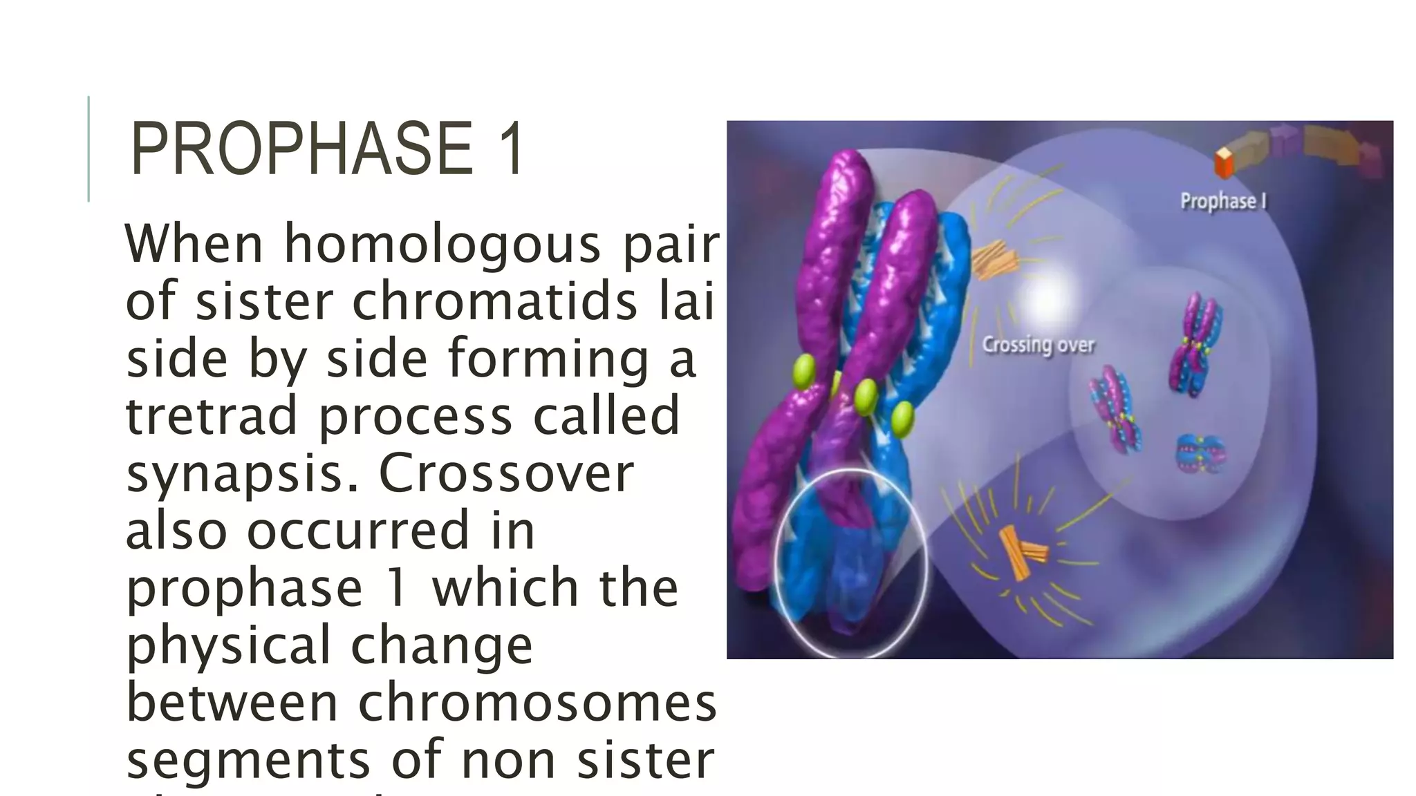 Cell division steven calma | PPTX
