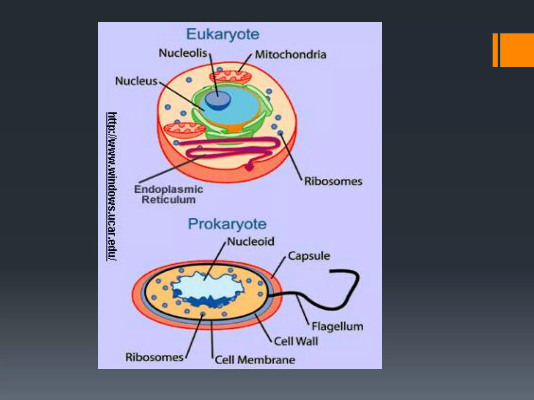 cell ebrate science.pptx | Biological Sciences | Science