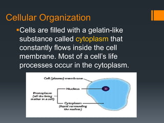 cell ebrate science.pptx