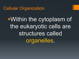 cell ebrate science.pptx