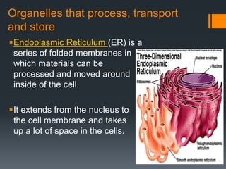 cell ebrate science.pptx