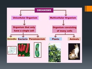 cell ebrate science.pptx